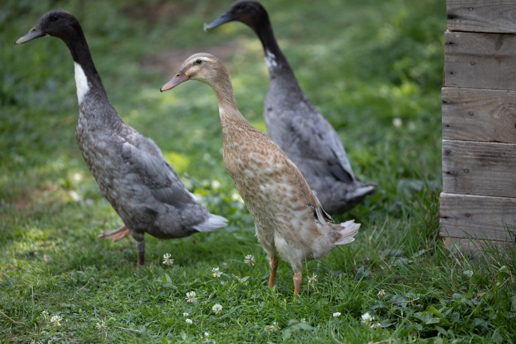 Accueillir des canards chez soi | La Ferme à Plumes
