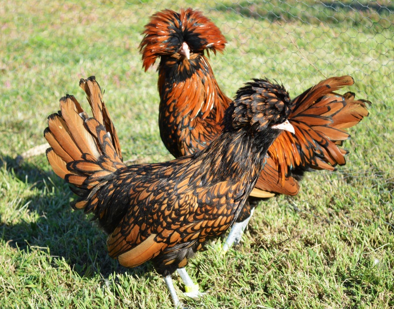 Poule Padoue Race Naine | La Ferme à Plumes