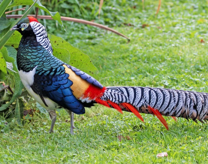 Faisan de Lady Amherst | La Ferme à Plumes